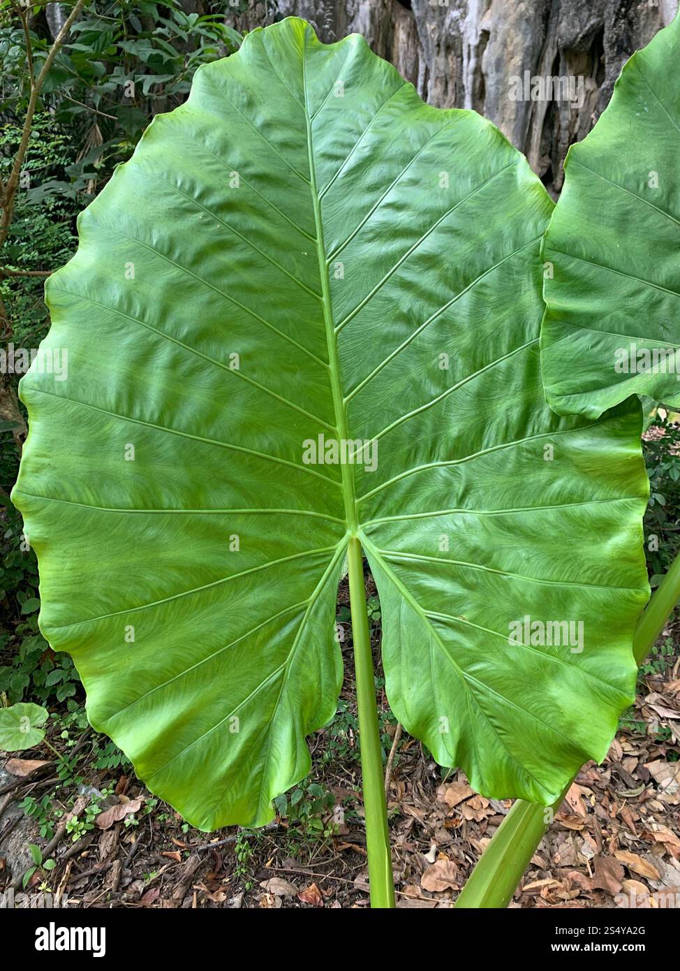 giant taro (Alocasia macrorrhizos Stock Photo - Alamy