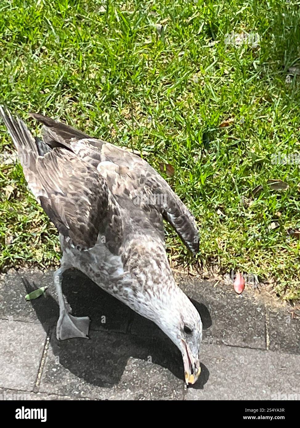 Southern Black-backed Gull (Larus dominicanus dominicanus Stock Photo ...