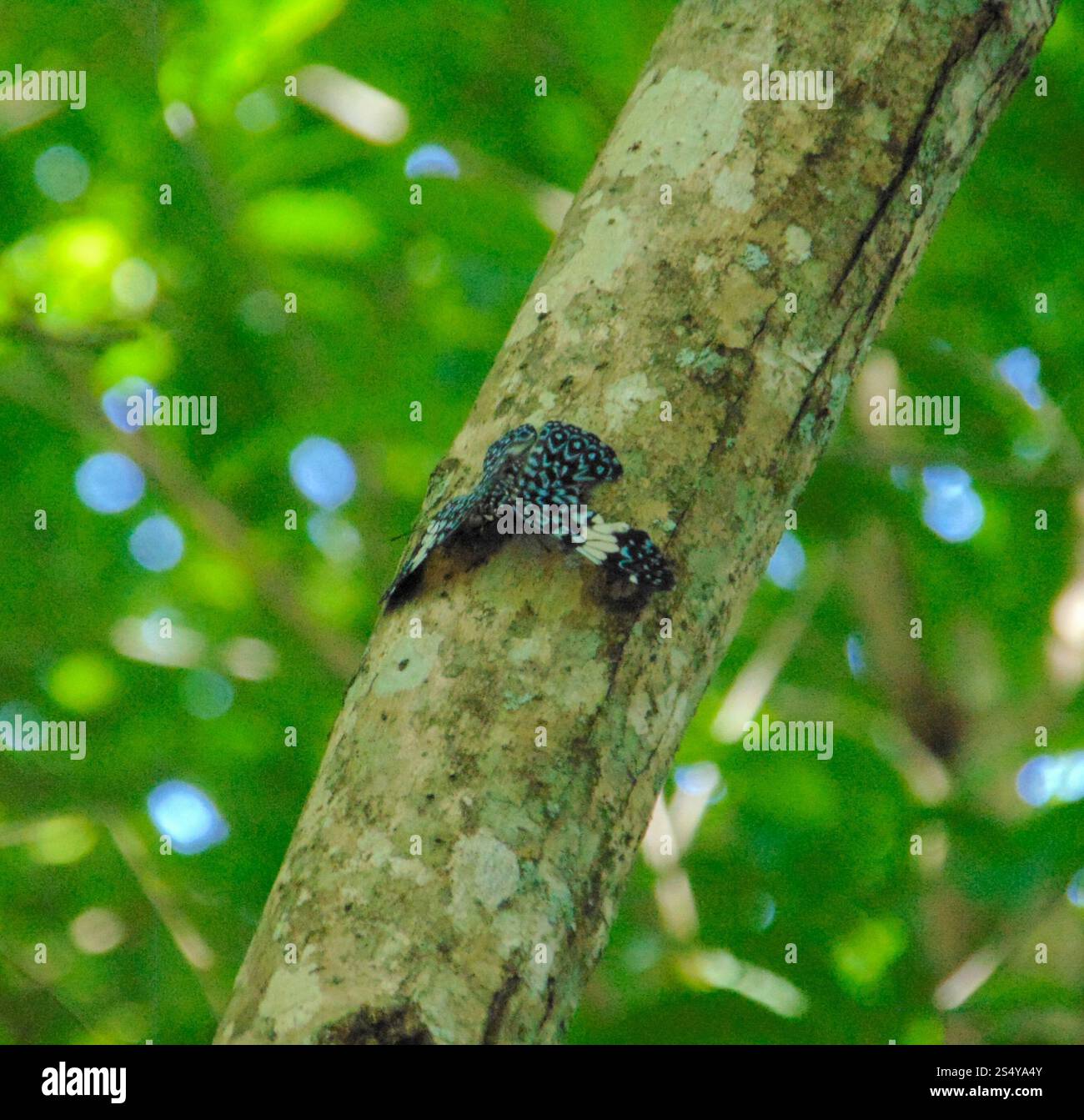Red Cracker (Hamadryas amphinome Stock Photo - Alamy