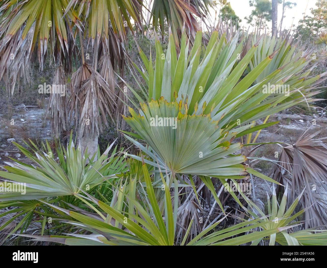 Key Thatch Palm (Leucothrinax morrisii Stock Photo - Alamy