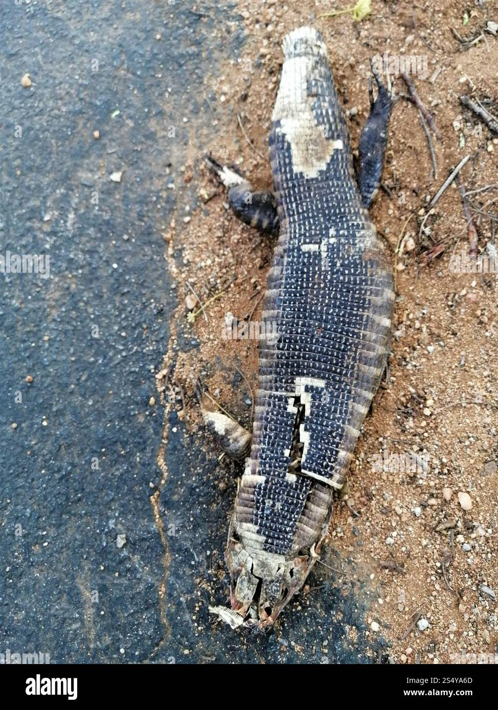 Common Giant Plated Lizard (Matobosaurus validus Stock Photo - Alamy