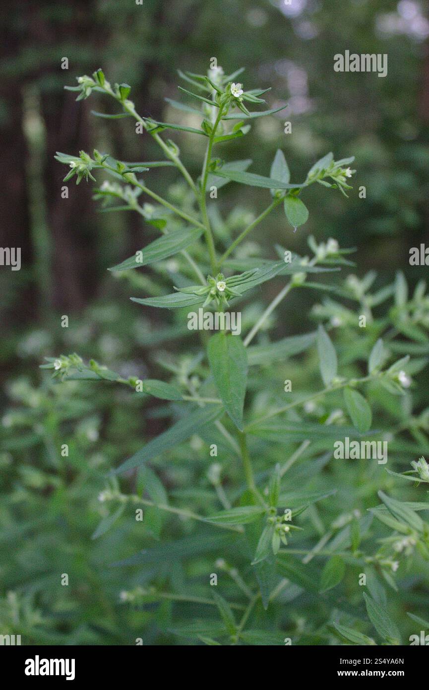 Common Gromwell (Lithospermum officinale Stock Photo - Alamy