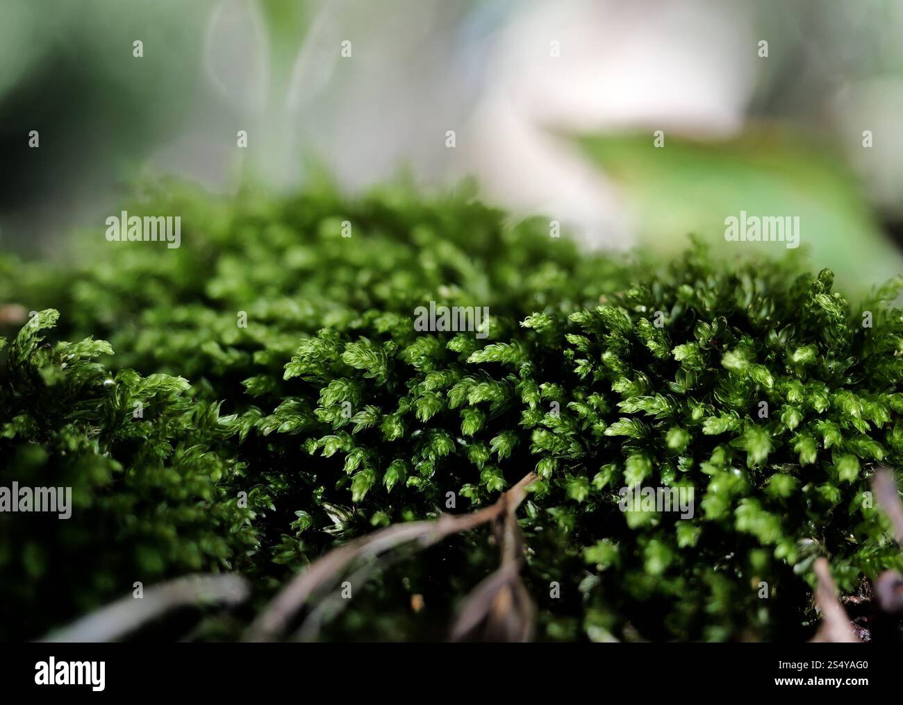 True Toothed Moss. True moss is a fascinating element of forest ecology ...