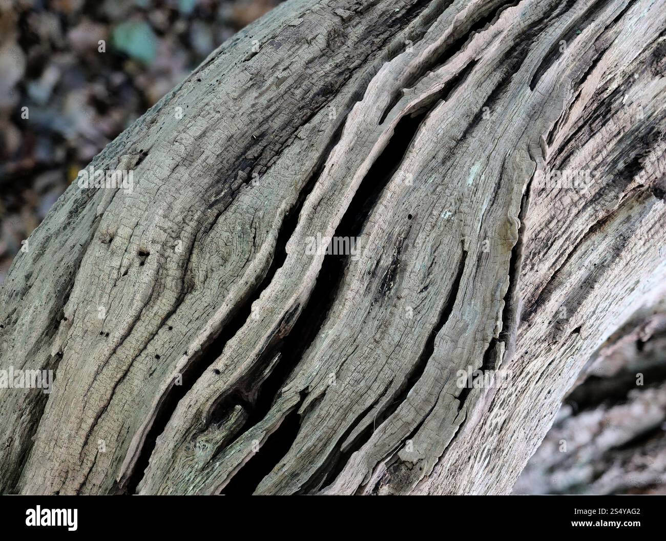 Old, bark-stripped tree trunk. Porous wood texture. Characteristic patterns and textures in the ...