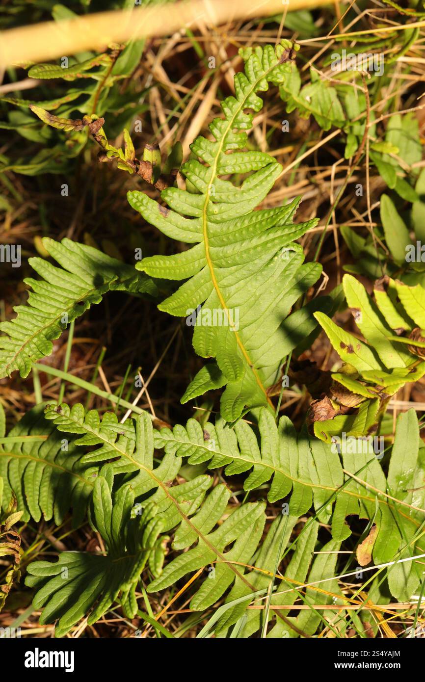 intermediate polypody (Polypodium interjectum Stock Photo - Alamy