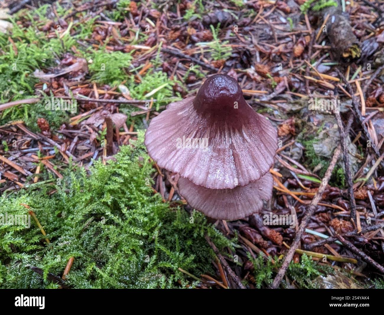 purple-edge bonnet (Mycena purpureofusca Stock Photo - Alamy