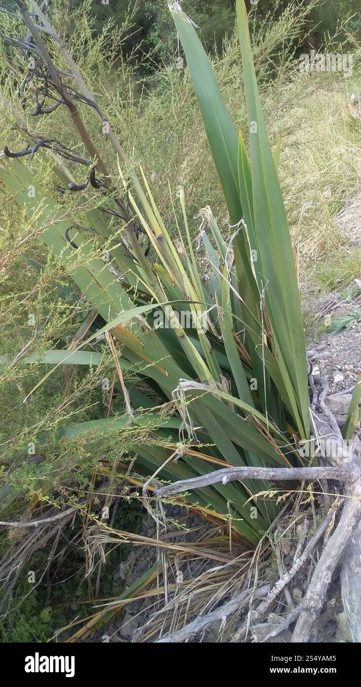 Mountain flax (Phormium cookianum Stock Photo - Alamy