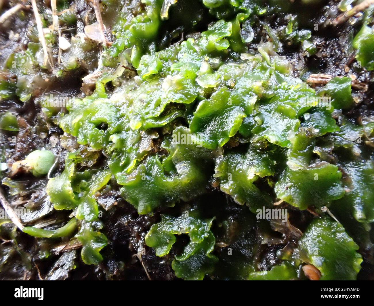 greasewort (Aneura pinguis Stock Photo - Alamy