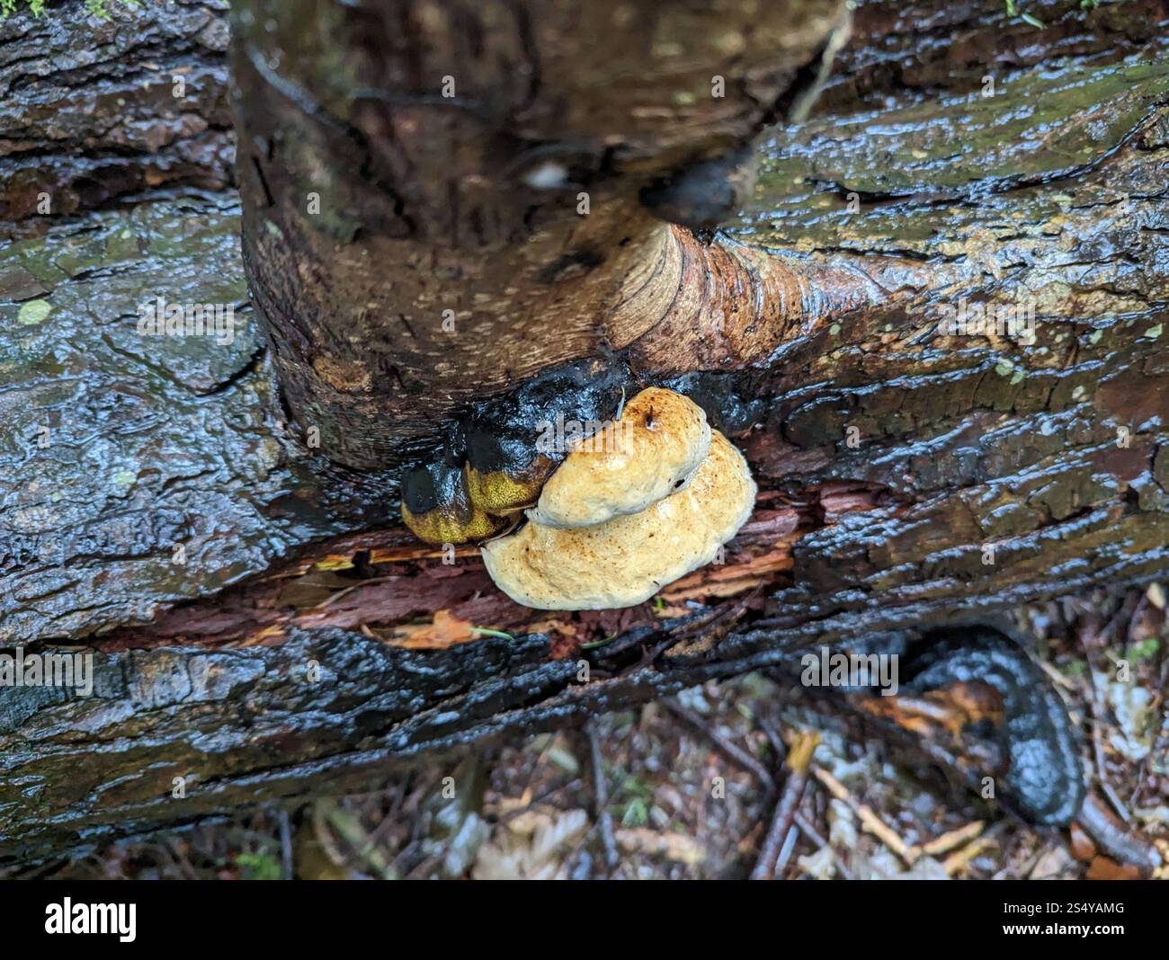 Northern Red Belt (Fomitopsis mounceae Stock Photo - Alamy
