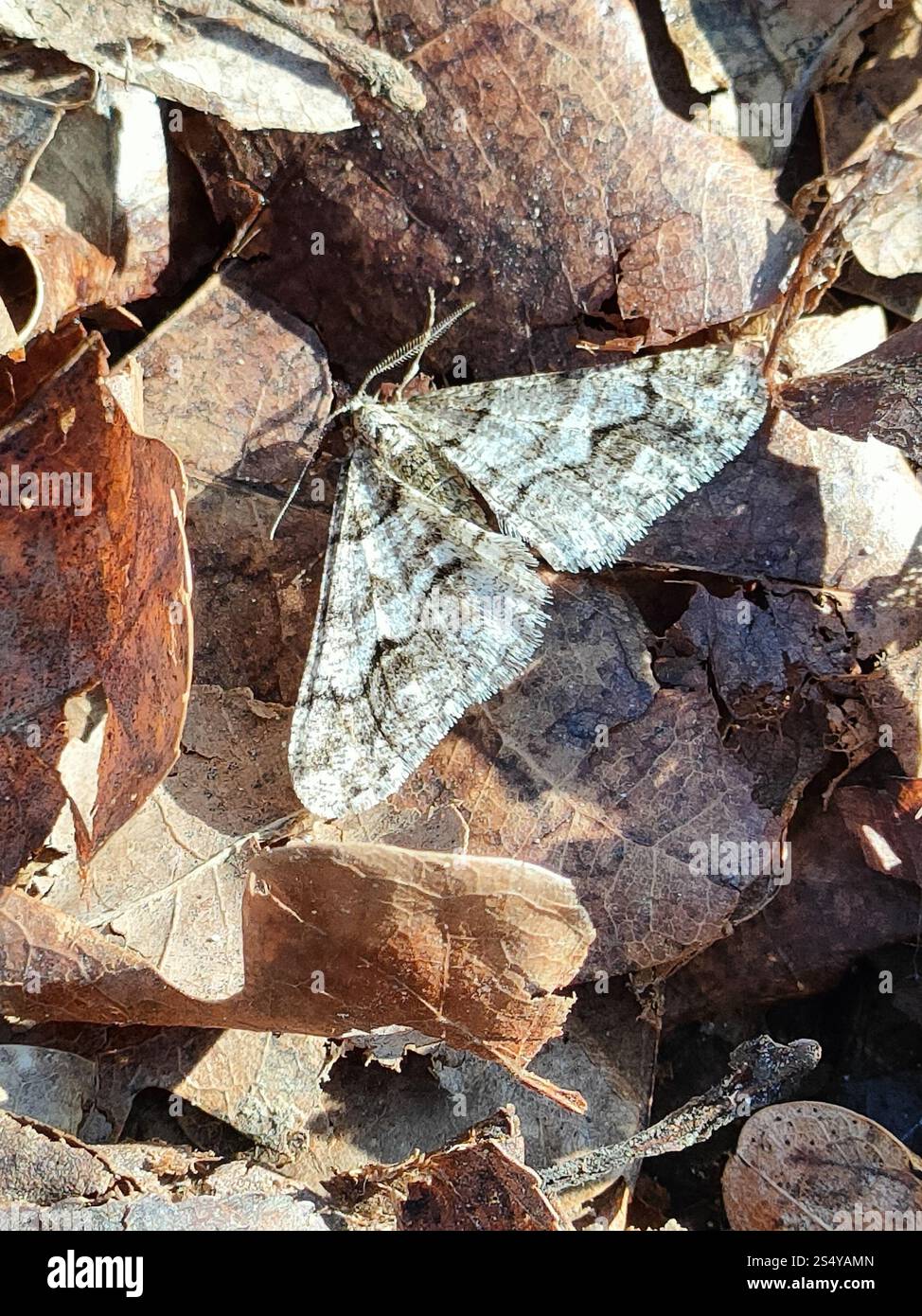 Spring Usher Moth (Agriopis leucophaearia Stock Photo - Alamy