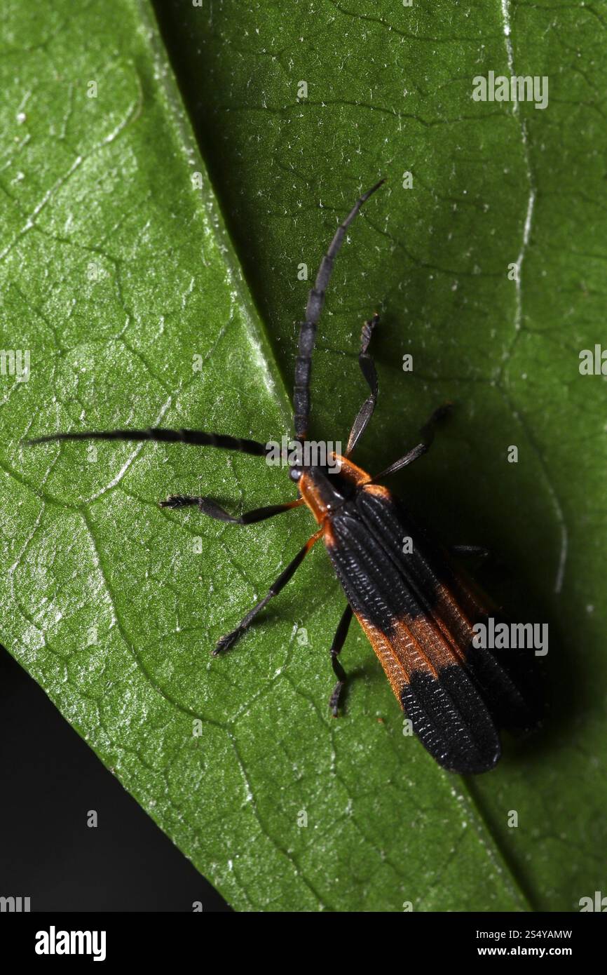 Winged and Once-winged Insects (Pterygota Stock Photo - Alamy