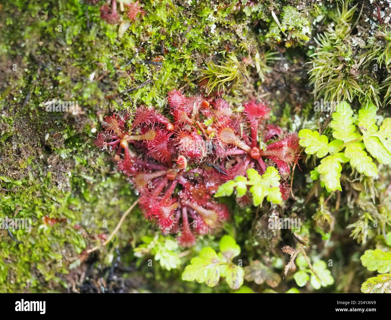 Rosy Sundew (Drosera spatulata Stock Photo - Alamy