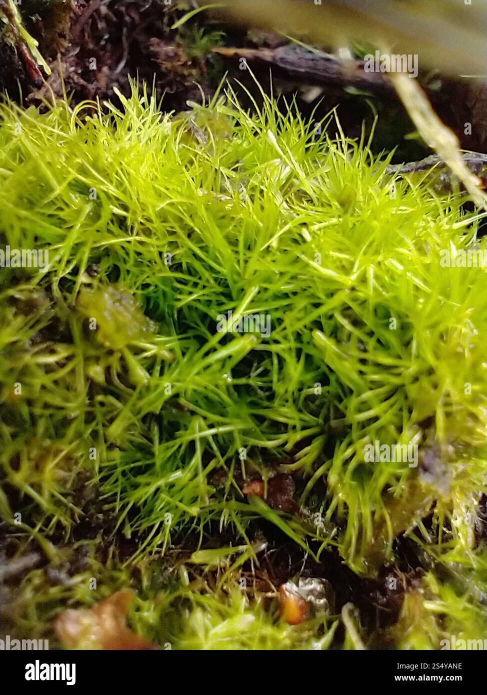 Dwarf Swan-neck Moss (Campylopus pyriformis Stock Photo - Alamy
