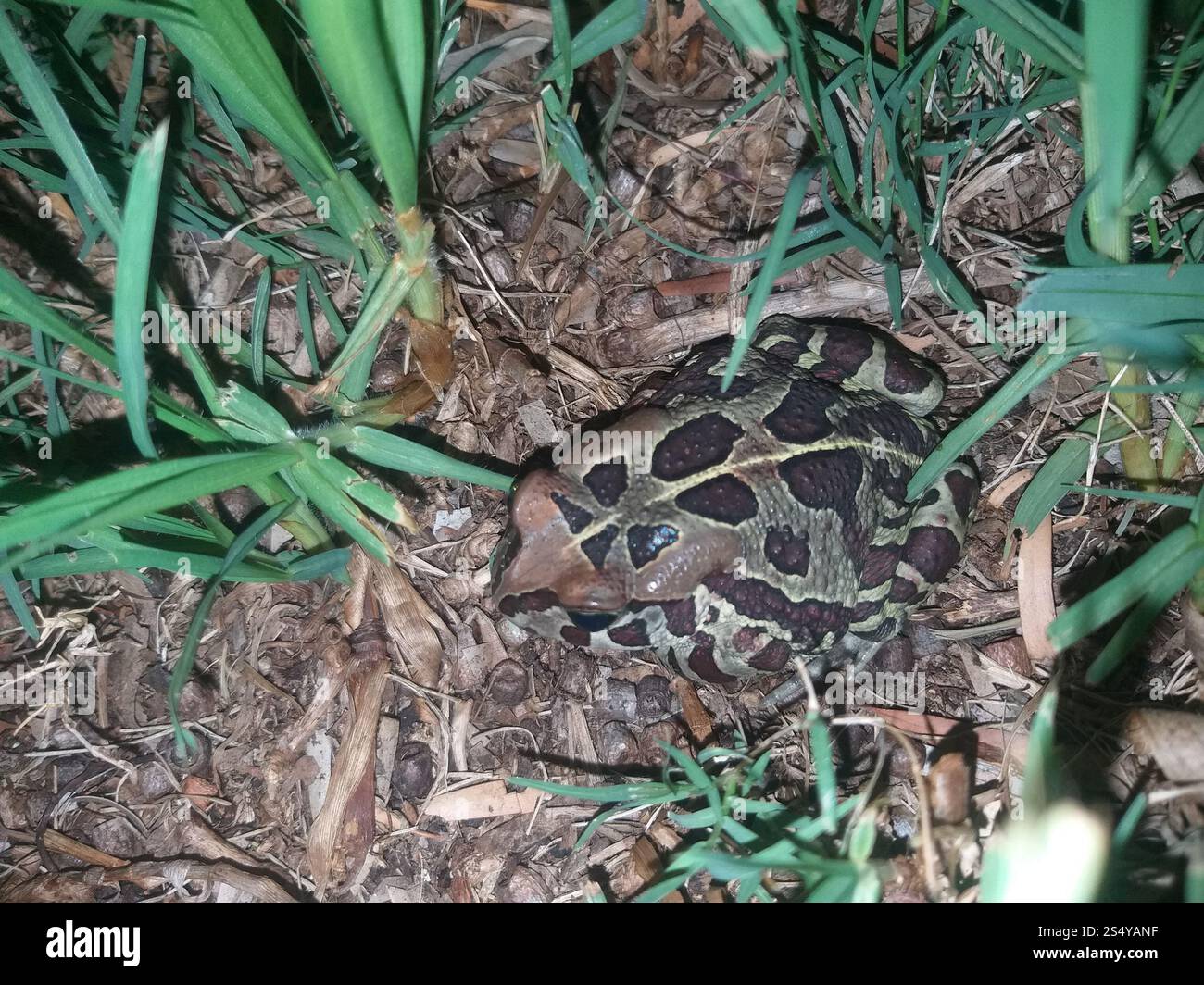 Western Leopard Toad (Sclerophrys pantherina Stock Photo - Alamy