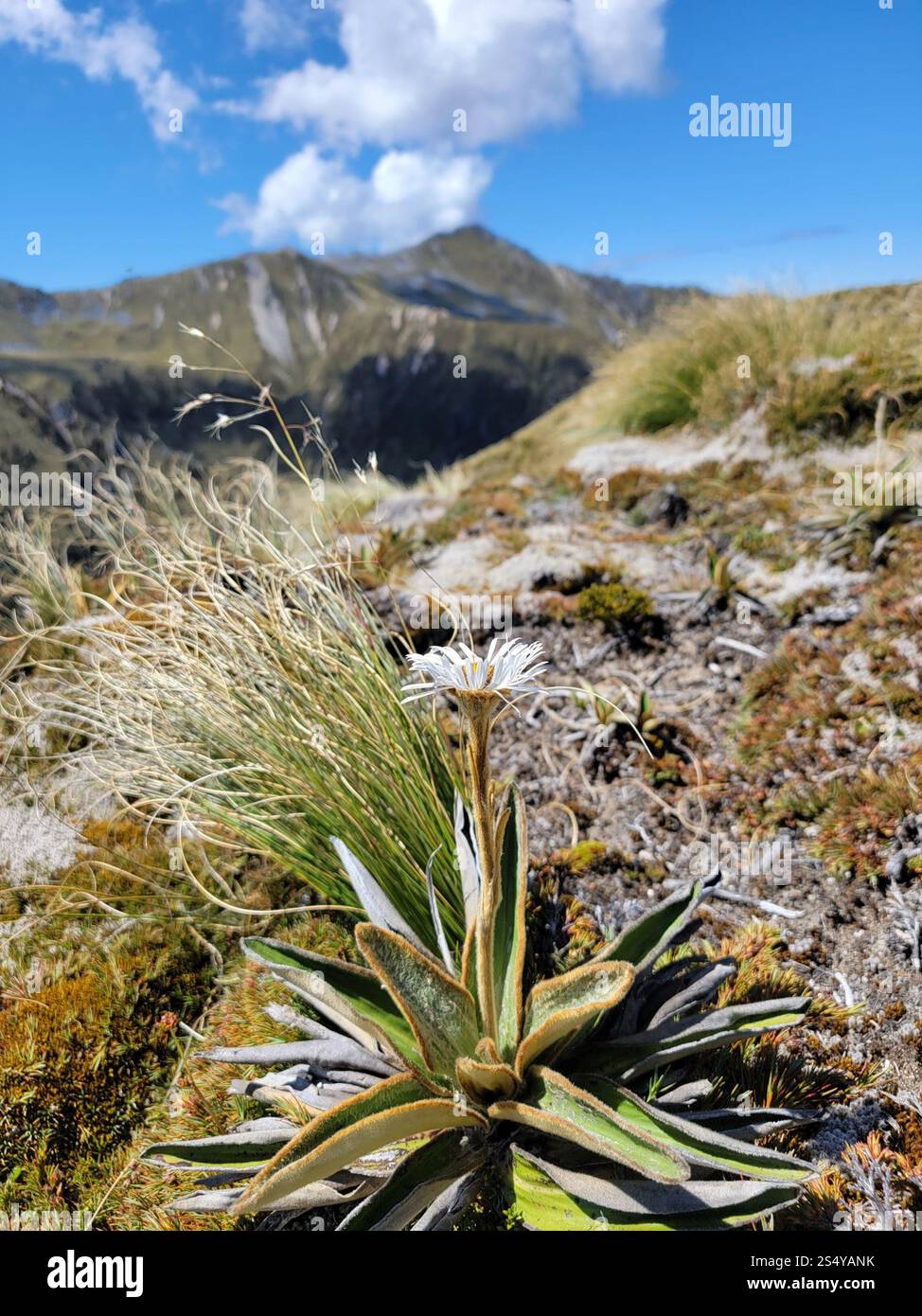 Mountain Daisy (Celmisia traversii Stock Photo - Alamy