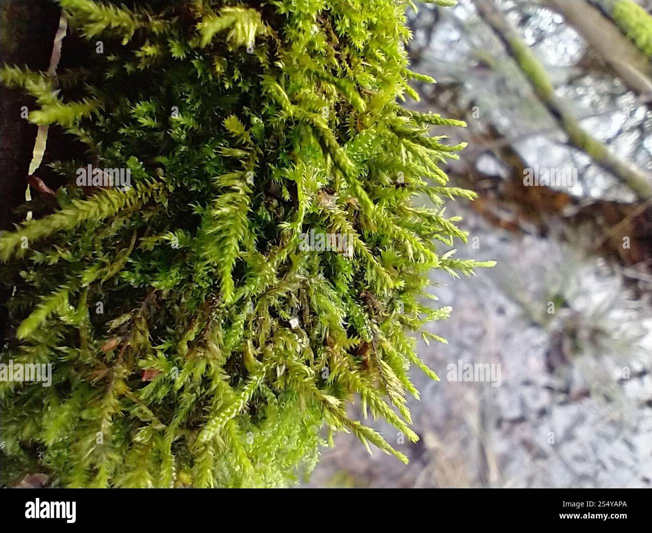 Lateral Cryphaea (Cryphaea heteromalla Stock Photo - Alamy