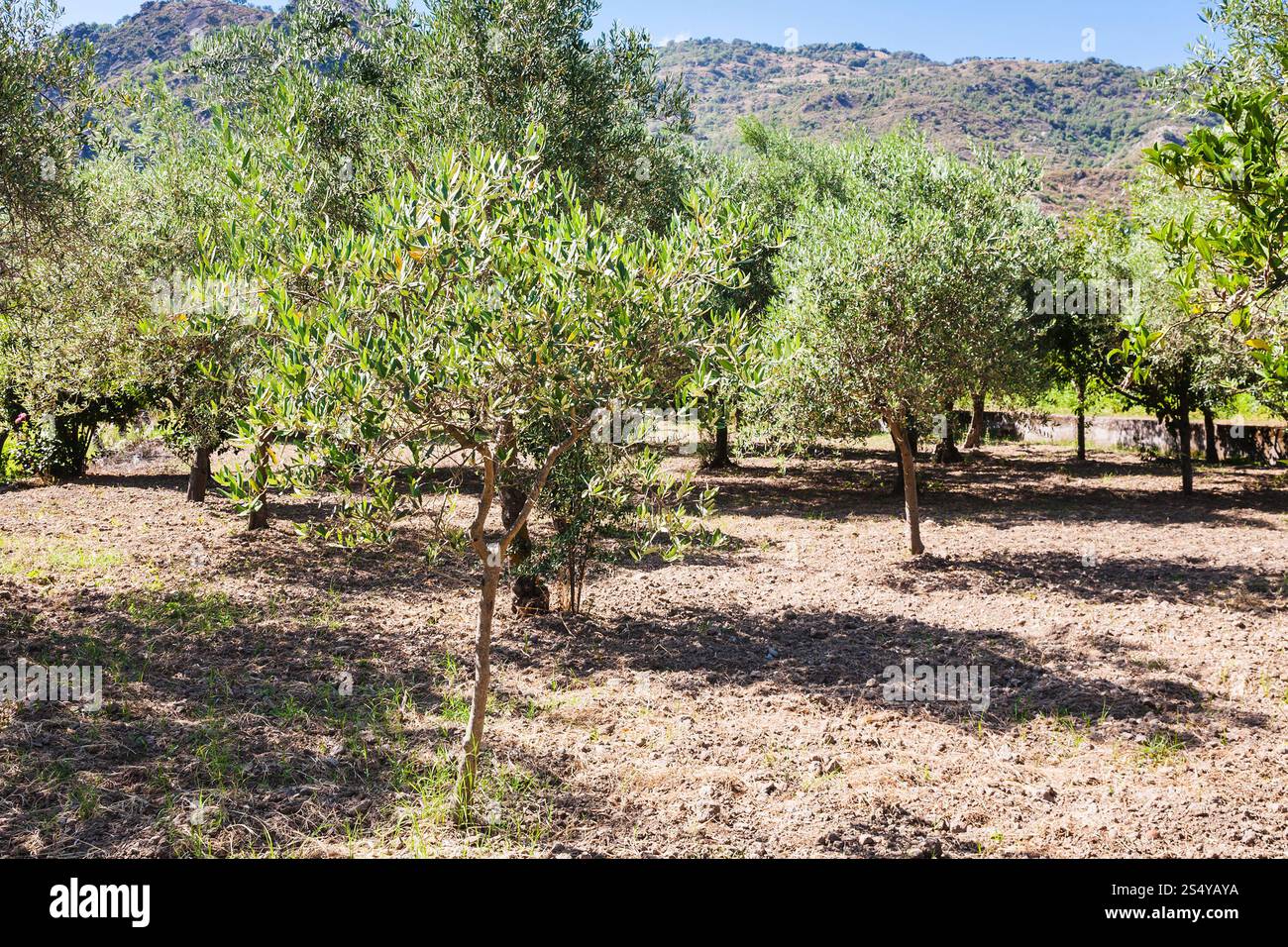 agricultural tourism in Italy - grove of young olive trees in garden in ...