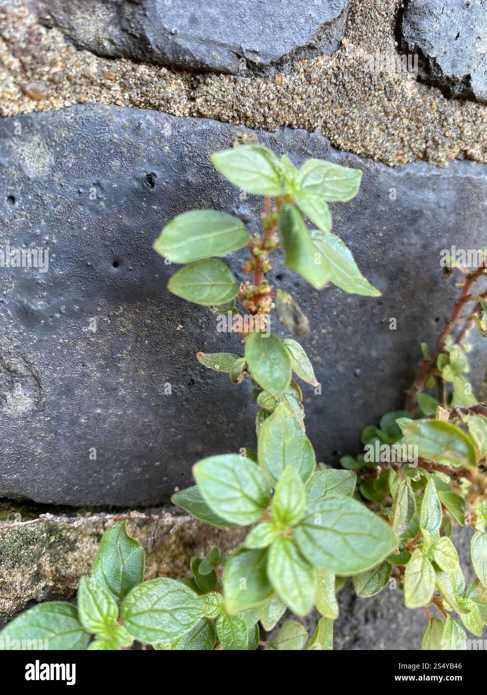 Pellitory hi-res stock photography and images - Alamy