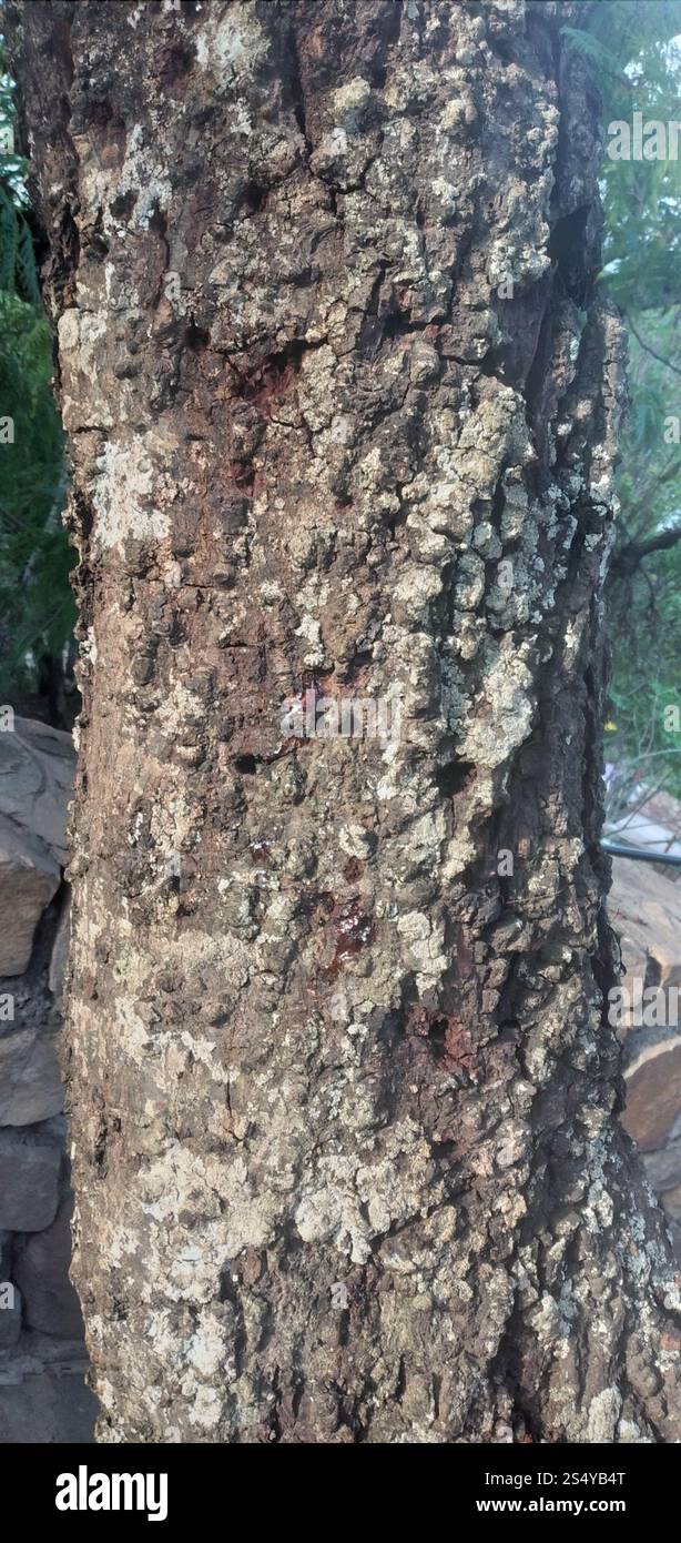 Red Angico (Anadenanthera colubrina Stock Photo - Alamy