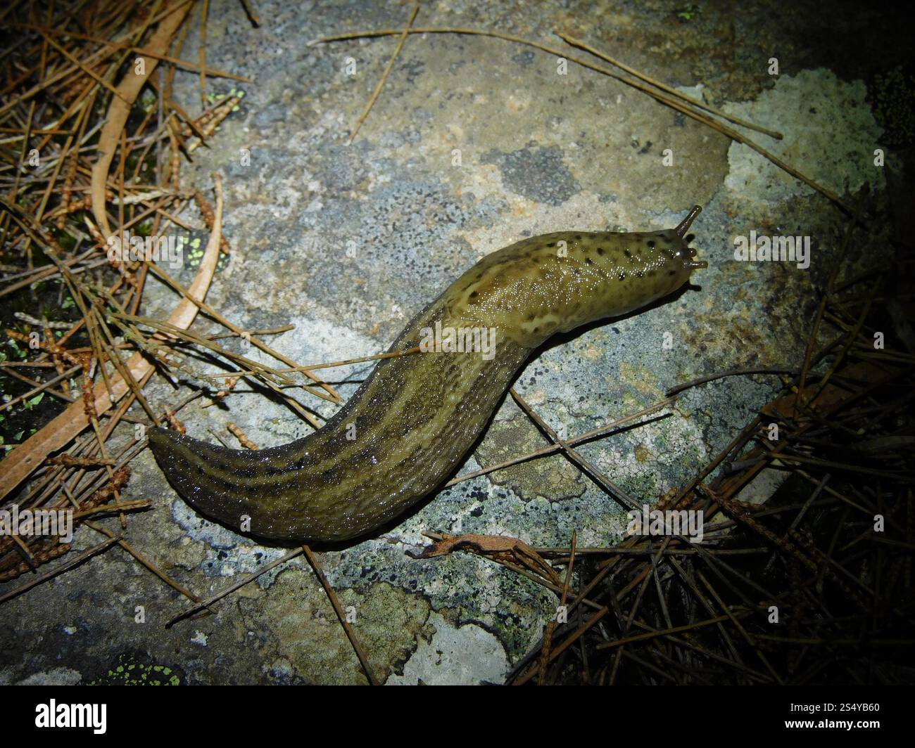 Leopard Slug (Limax maximus Stock Photo - Alamy