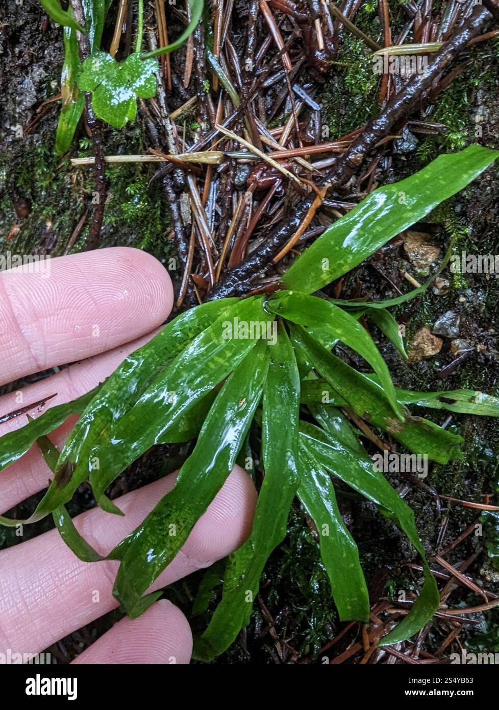 Small-flower Woodrush (Luzula parviflora Stock Photo - Alamy