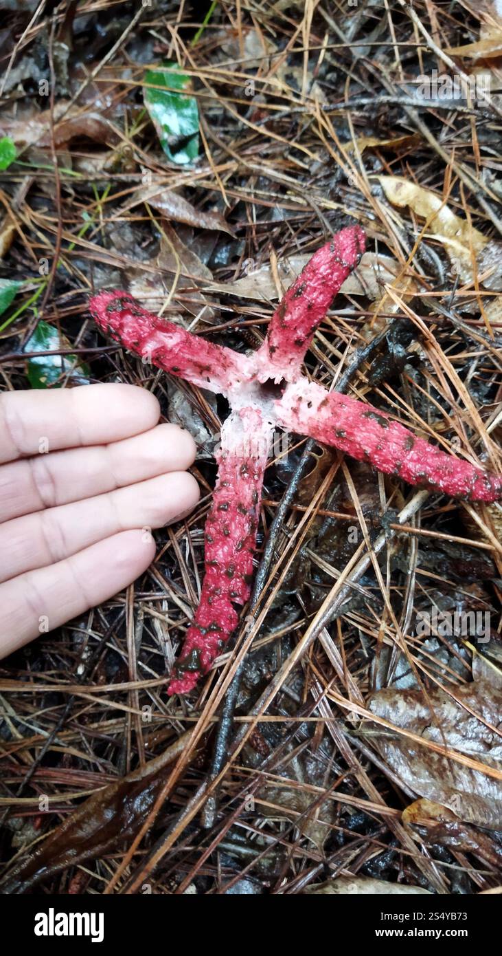 devil's-fingers (Clathrus archeri Stock Photo - Alamy