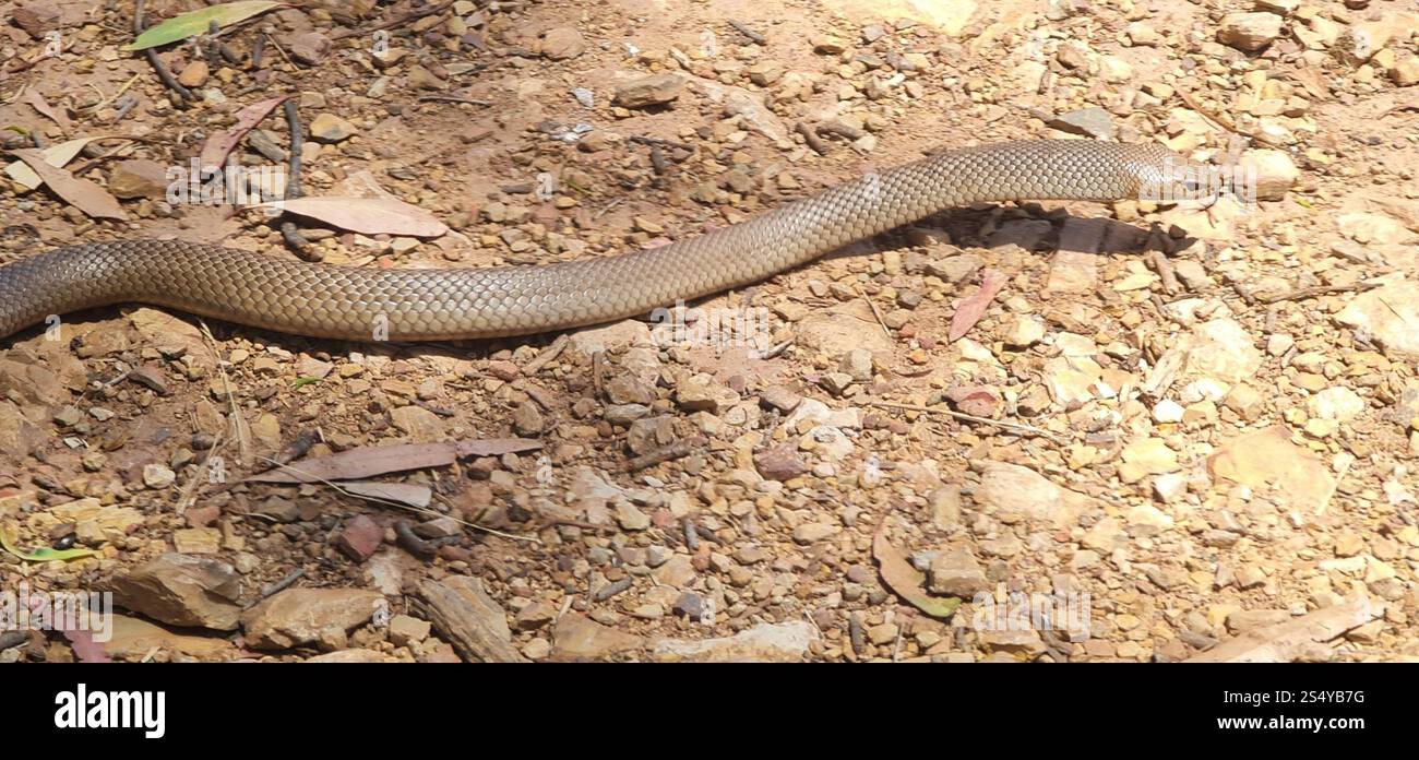 Eastern Brown Snake (Pseudonaja textilis Stock Photo - Alamy