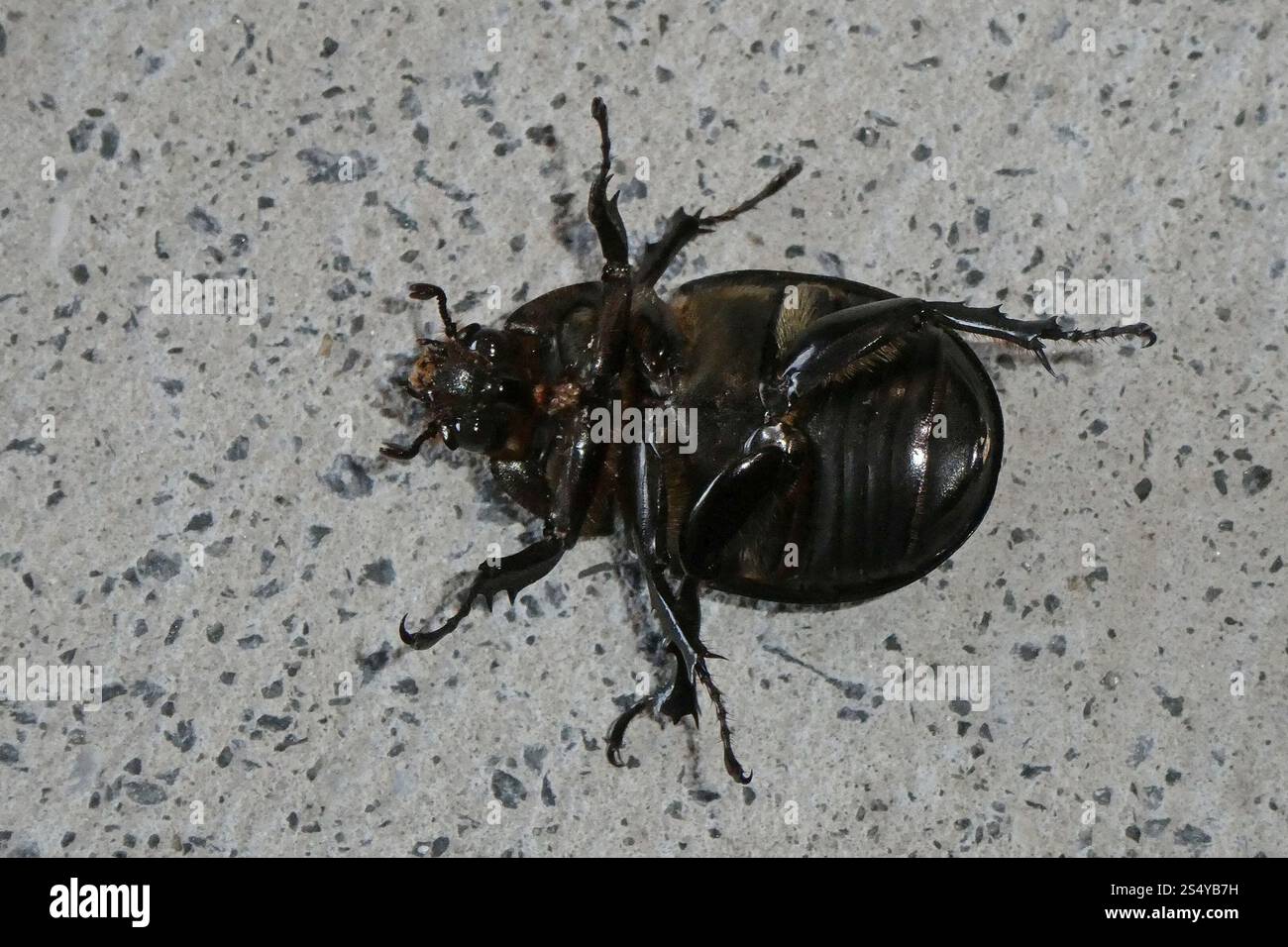 Australian Rhinoceros Beetle (Xylotrupes australicus Stock Photo - Alamy