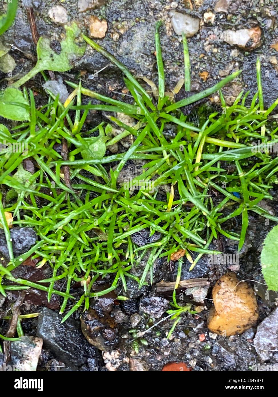 Procumbent Pearlwort (Sagina procumbens Stock Photo - Alamy