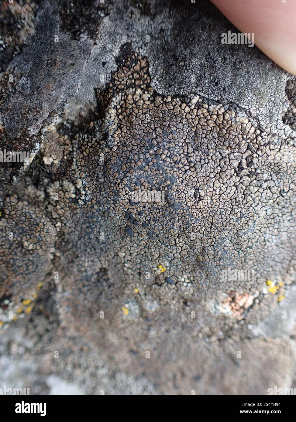 Brown Tile Lichen (Lecidea atrobrunnea Stock Photo - Alamy