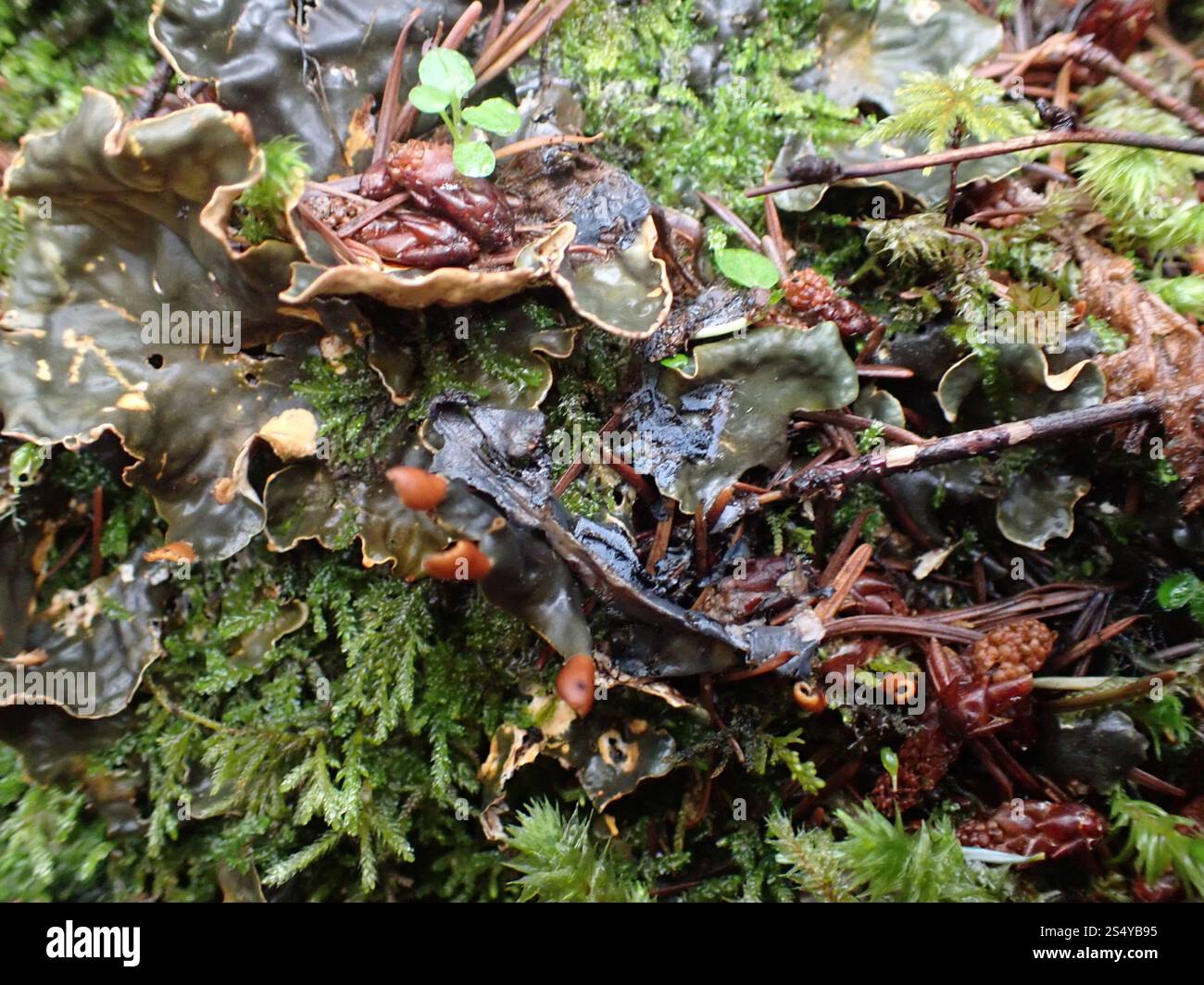 membranous pelt lichen (Peltigera membranacea Stock Photo - Alamy