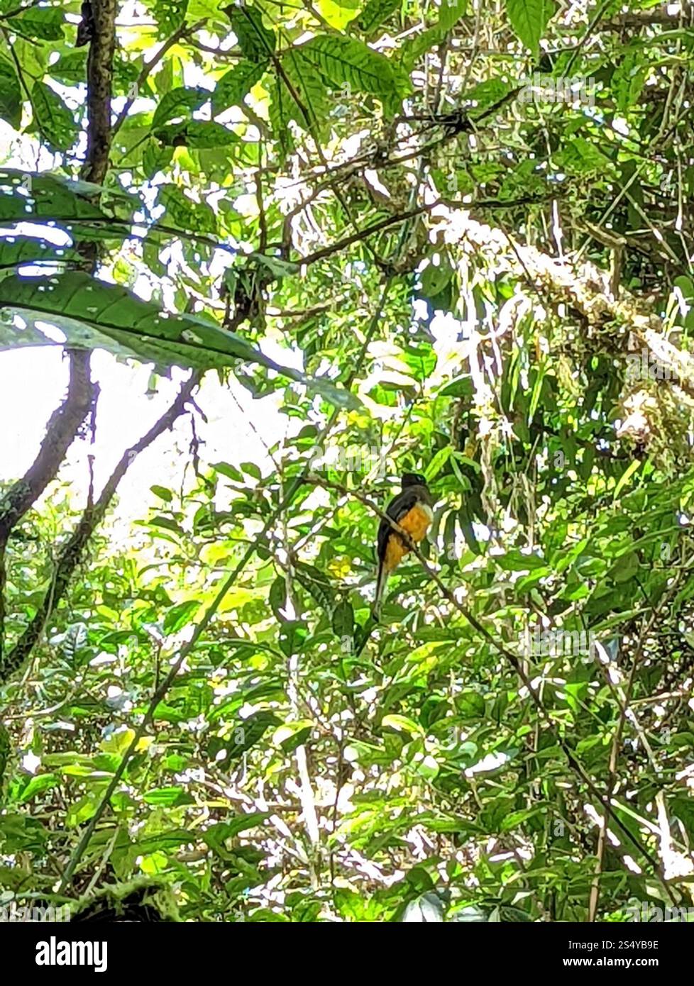 Gartered Trogon (Trogon caligatus Stock Photo - Alamy