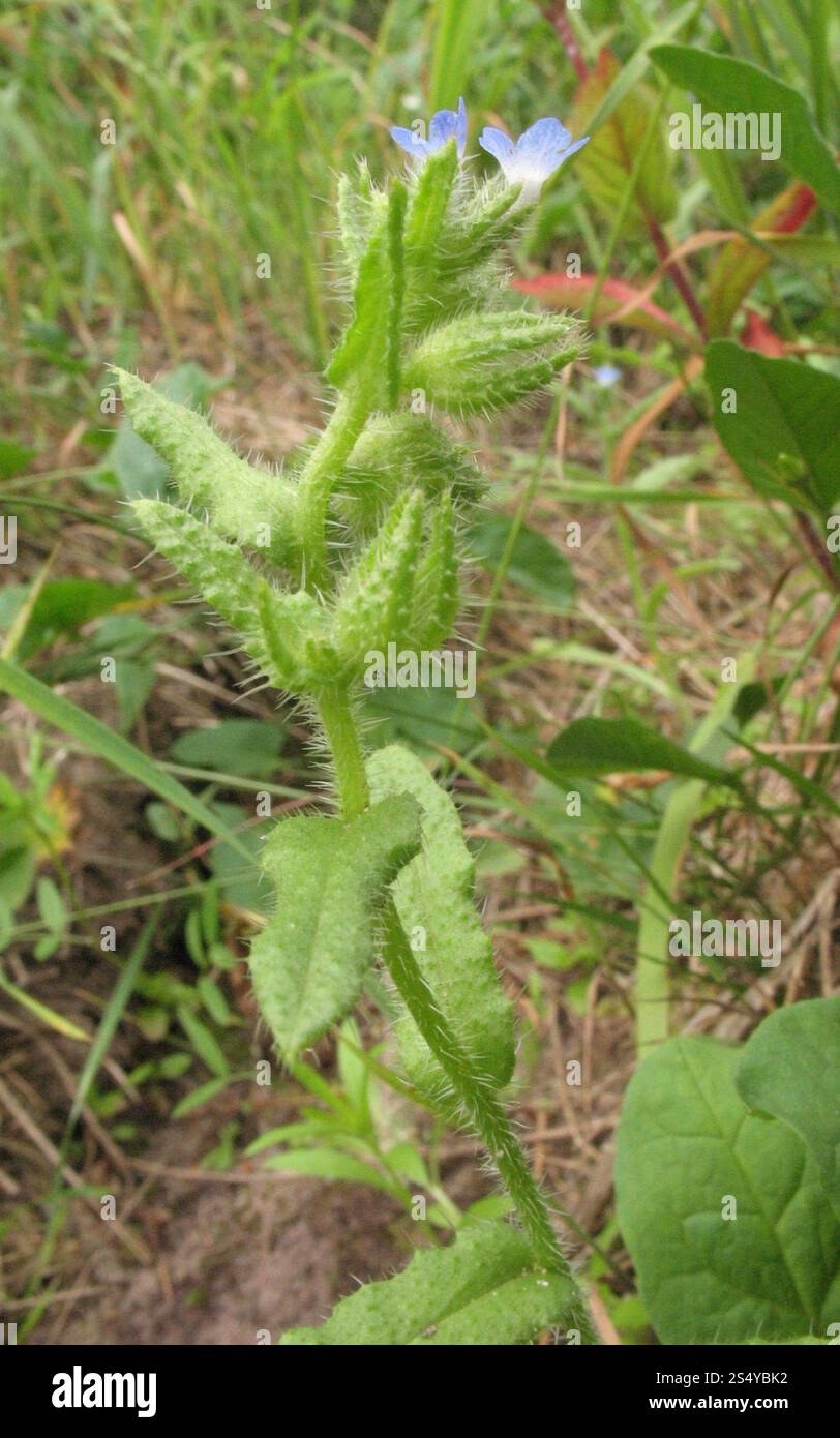 small bugloss (Anchusa arvensis Stock Photo - Alamy