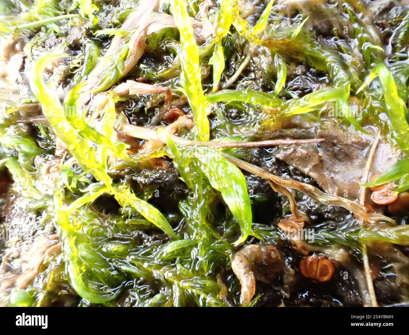 Floating Hook Moss (Warnstorfia fluitans Stock Photo - Alamy