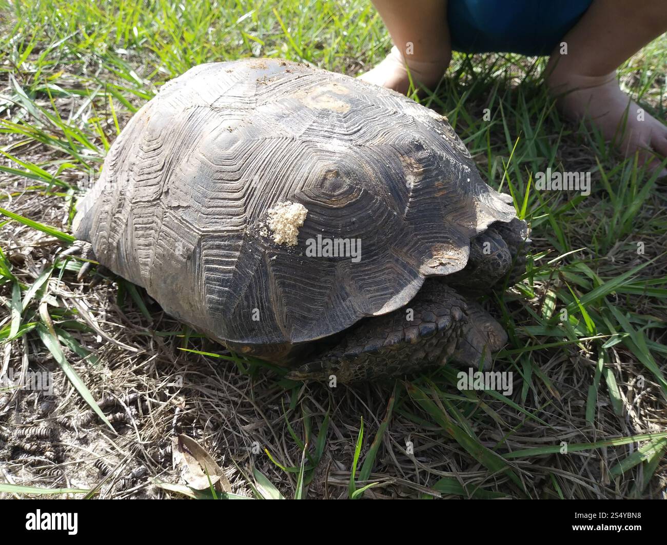 Gopher Tortoise (Gopherus polyphemus Stock Photo - Alamy