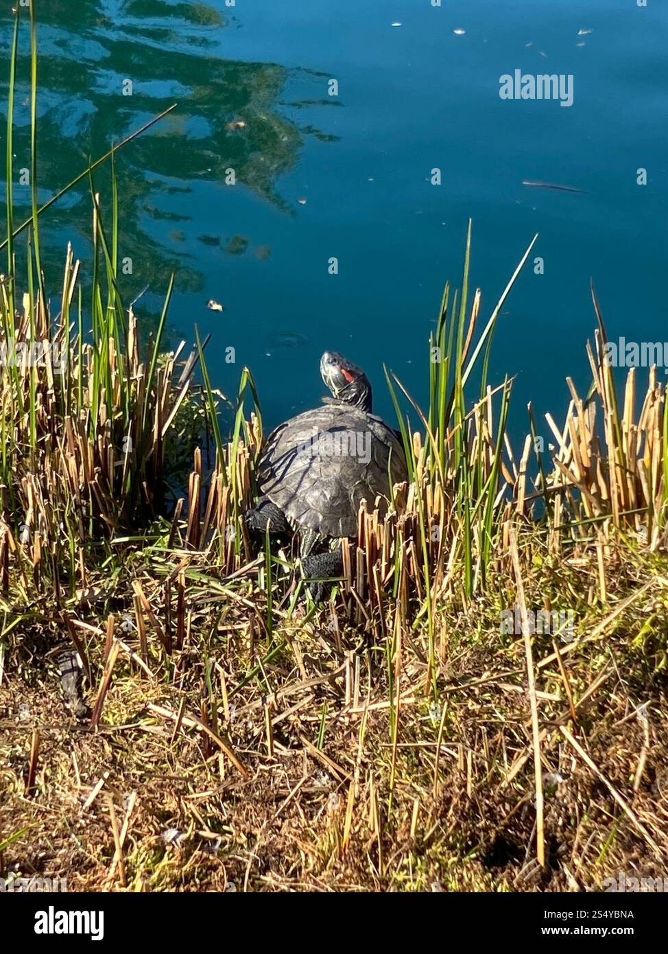 Red-eared Slider (Trachemys scripta elegans Stock Photo - Alamy