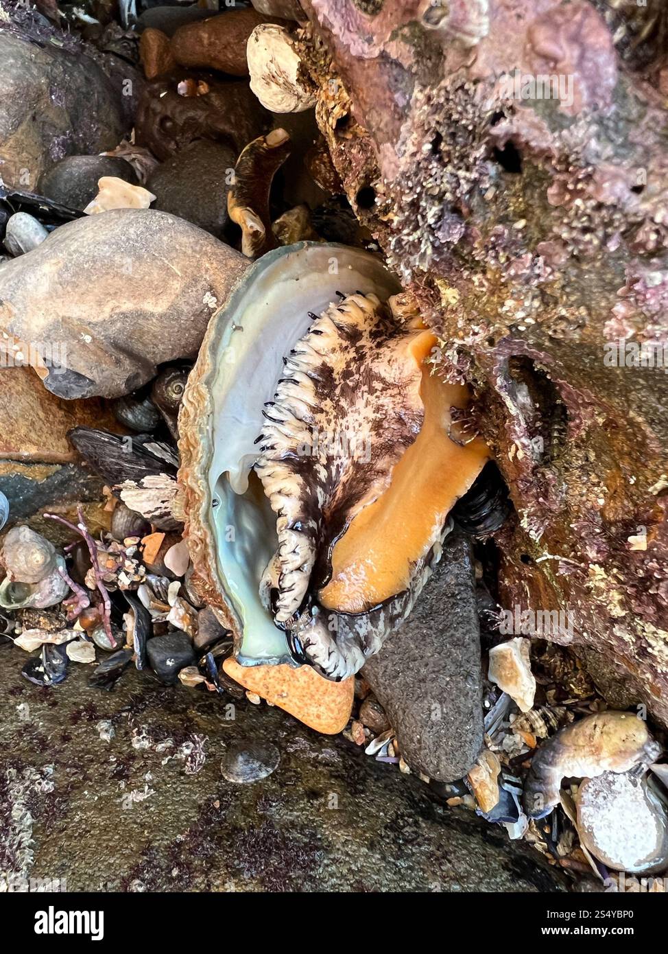 Pink Abalone (Haliotis corrugata Stock Photo - Alamy