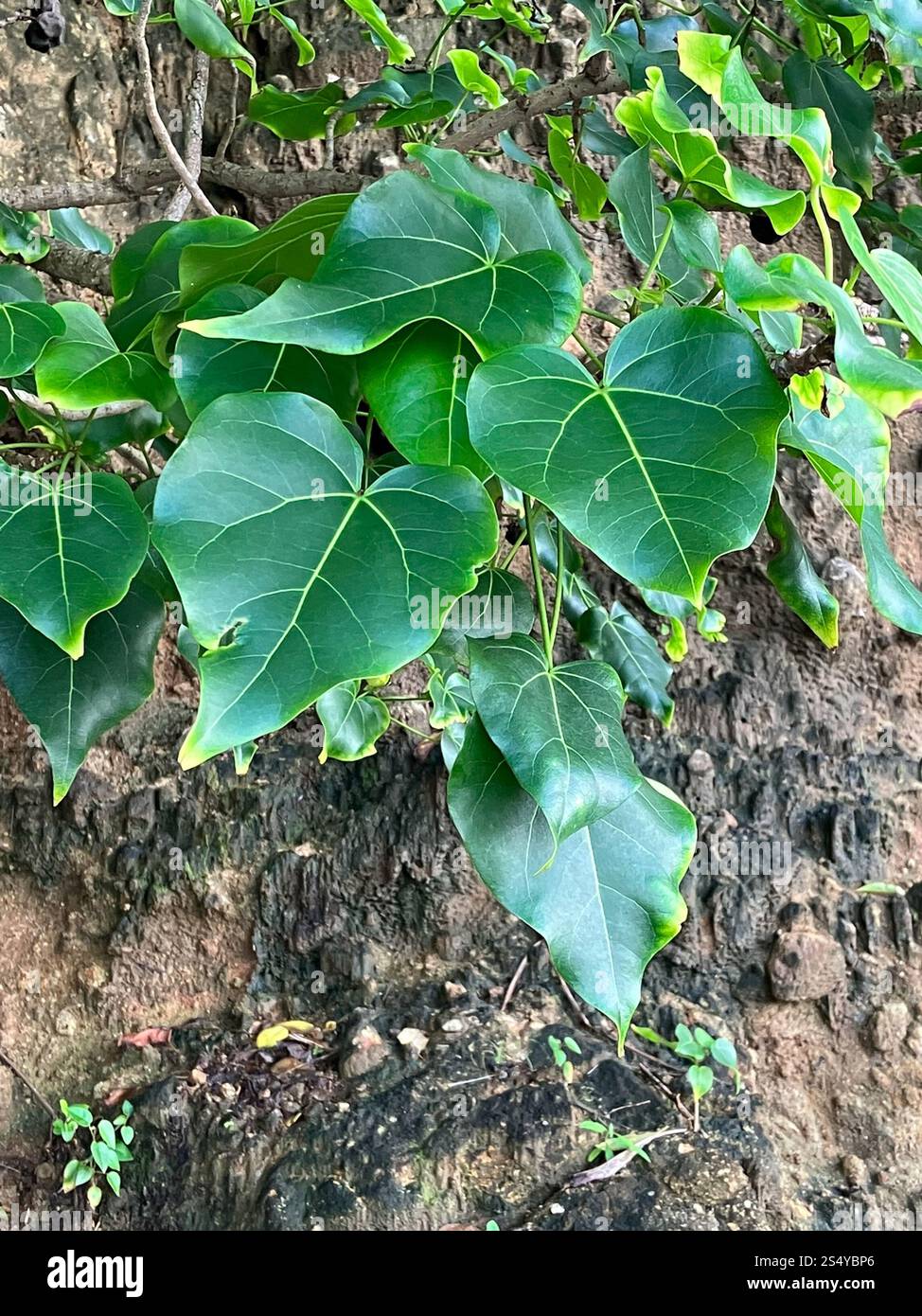 Portia tree (Thespesia populnea Stock Photo - Alamy