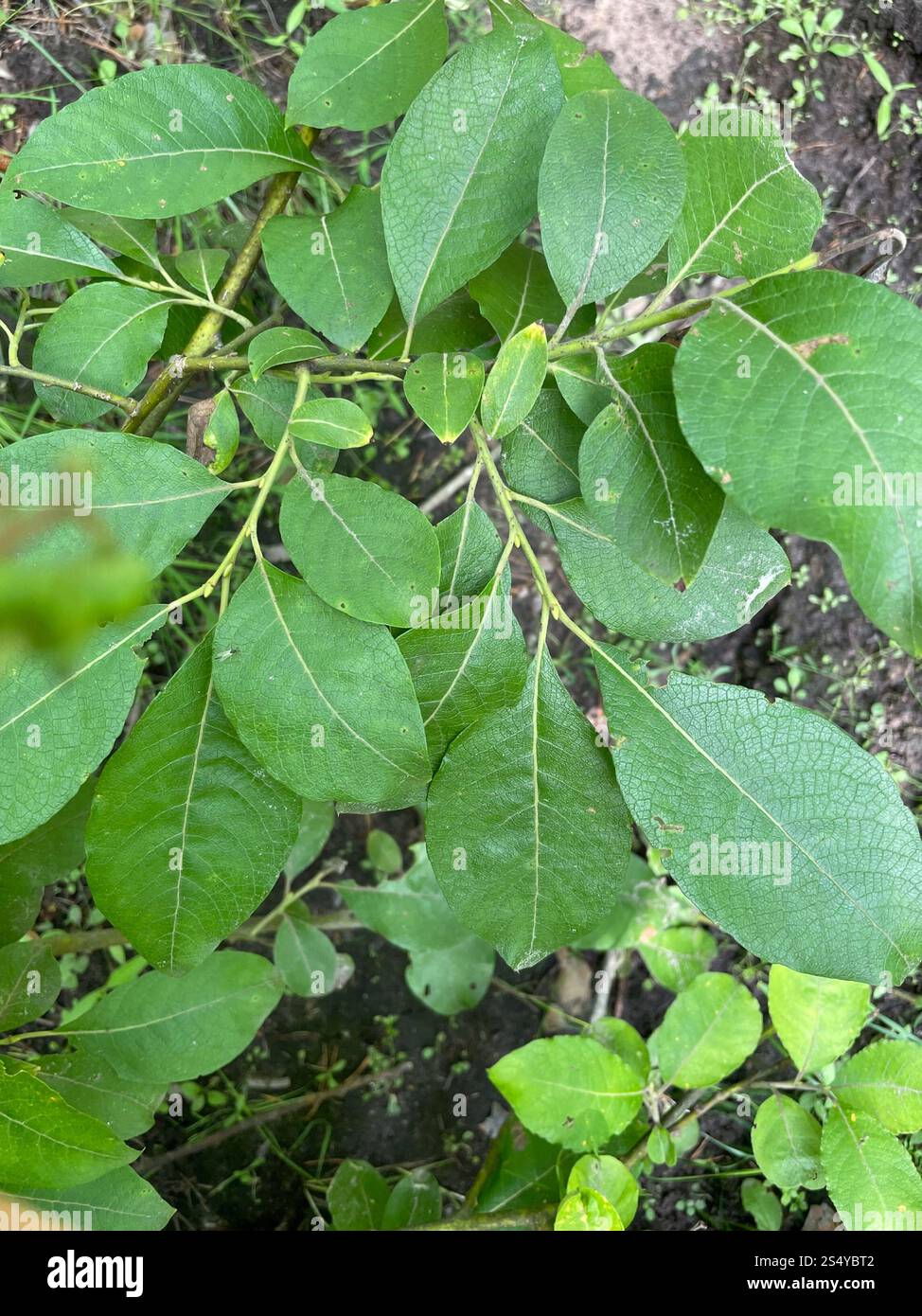 goat willow (Salix caprea Stock Photo - Alamy