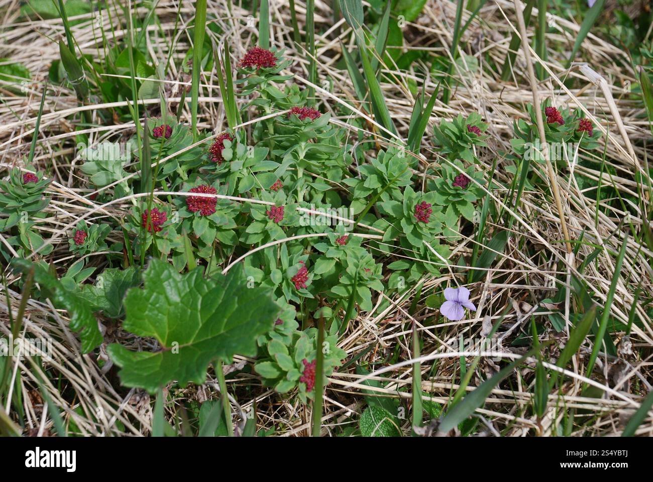 western roseroot (Rhodiola integrifolia Stock Photo - Alamy
