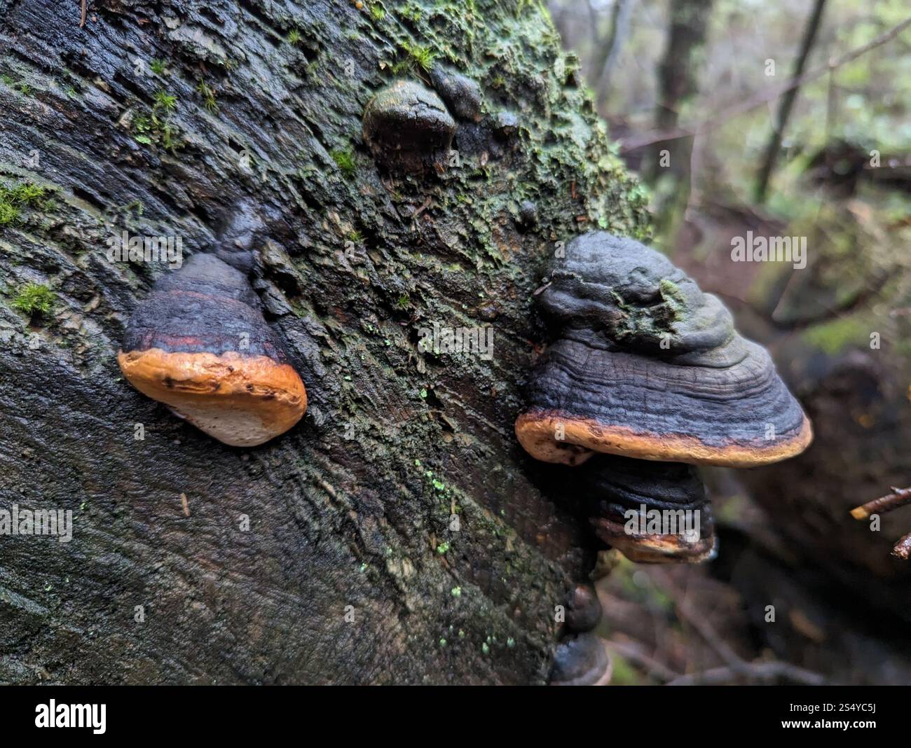 Northern Red Belt (Fomitopsis mounceae Stock Photo - Alamy