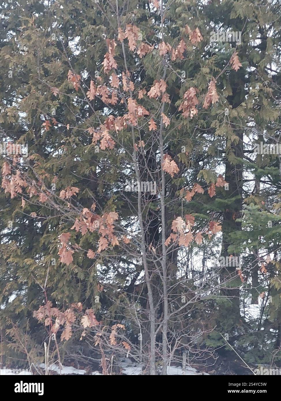 northern red oak (Quercus rubra Stock Photo - Alamy
