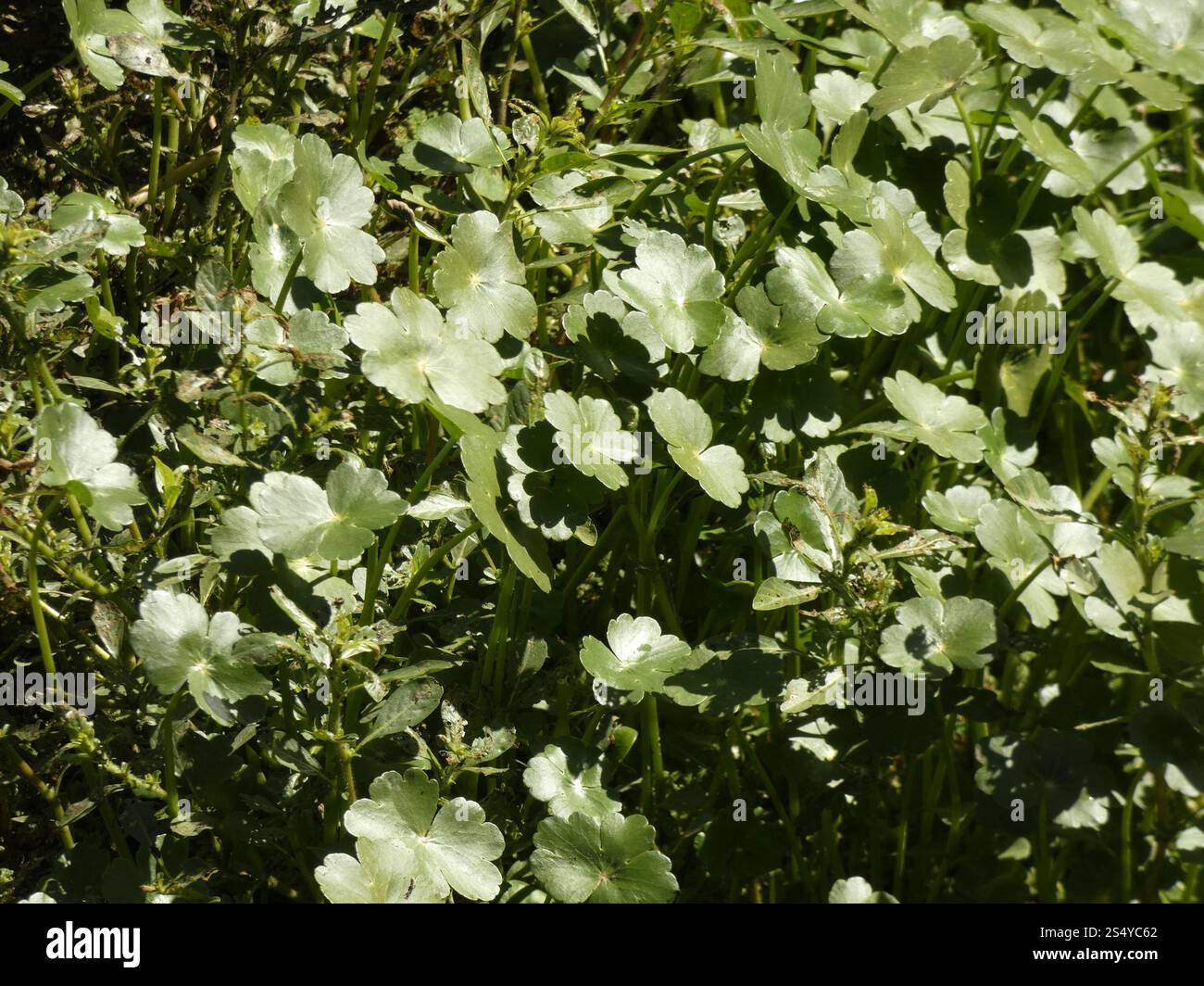 floating marsh pennywort (Hydrocotyle ranunculoides Stock Photo - Alamy