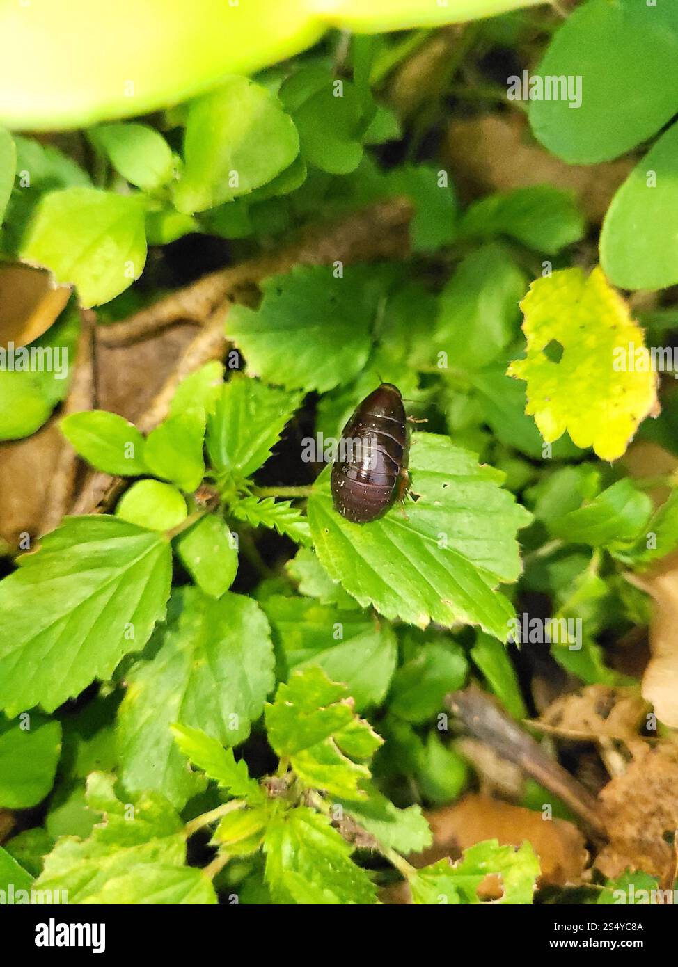 Surinam Cockroach (Pycnoscelus surinamensis Stock Photo - Alamy