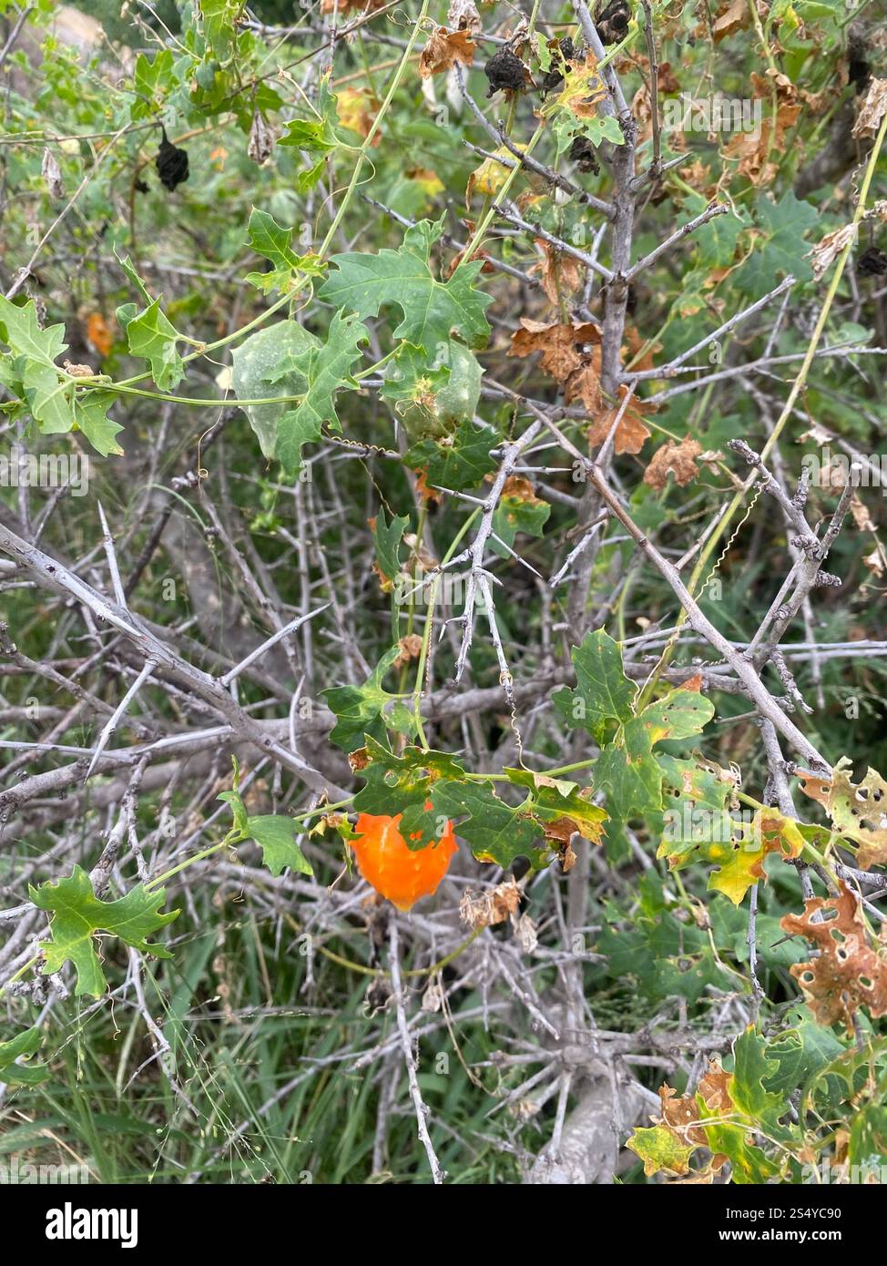 Balsam Apple (Momordica balsamina Stock Photo - Alamy