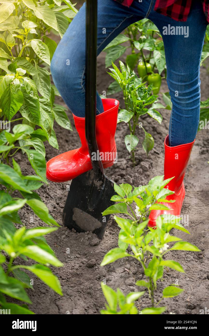 Closeup of feet in red rubber boots on black metal shovel at garden ...