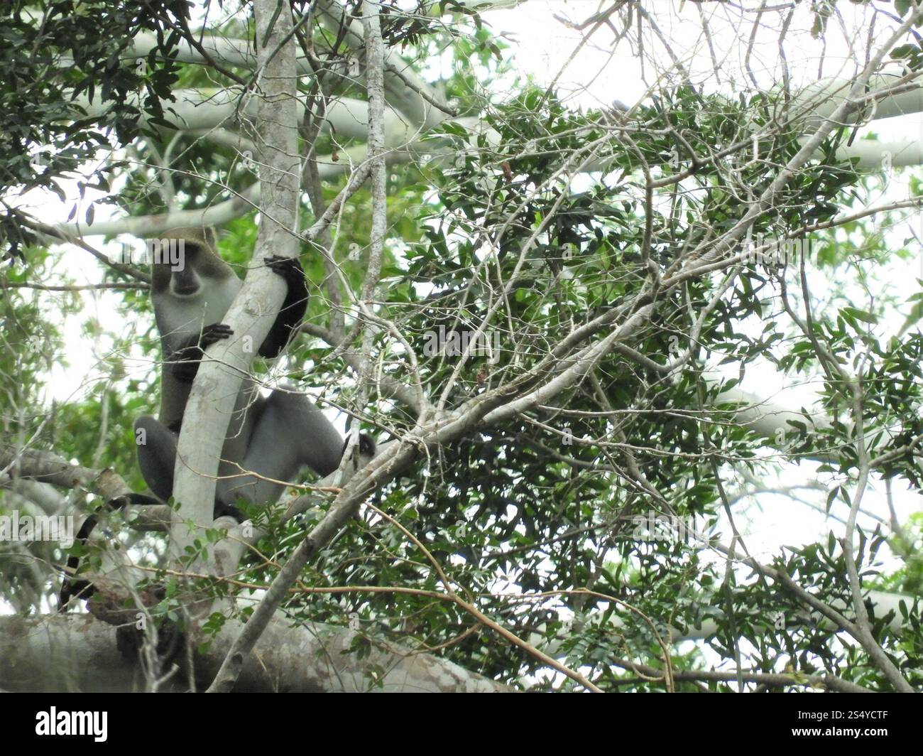 Blue Monkey (Cercopithecus mitis Stock Photo - Alamy