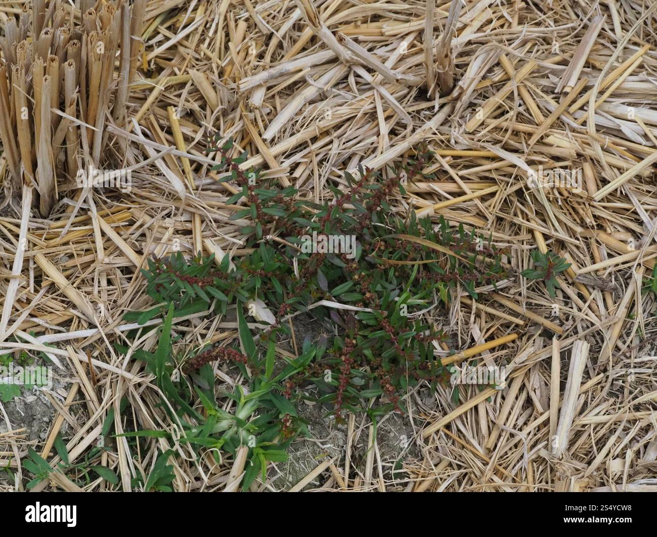 monarch redstem (Ammannia baccifera Stock Photo - Alamy