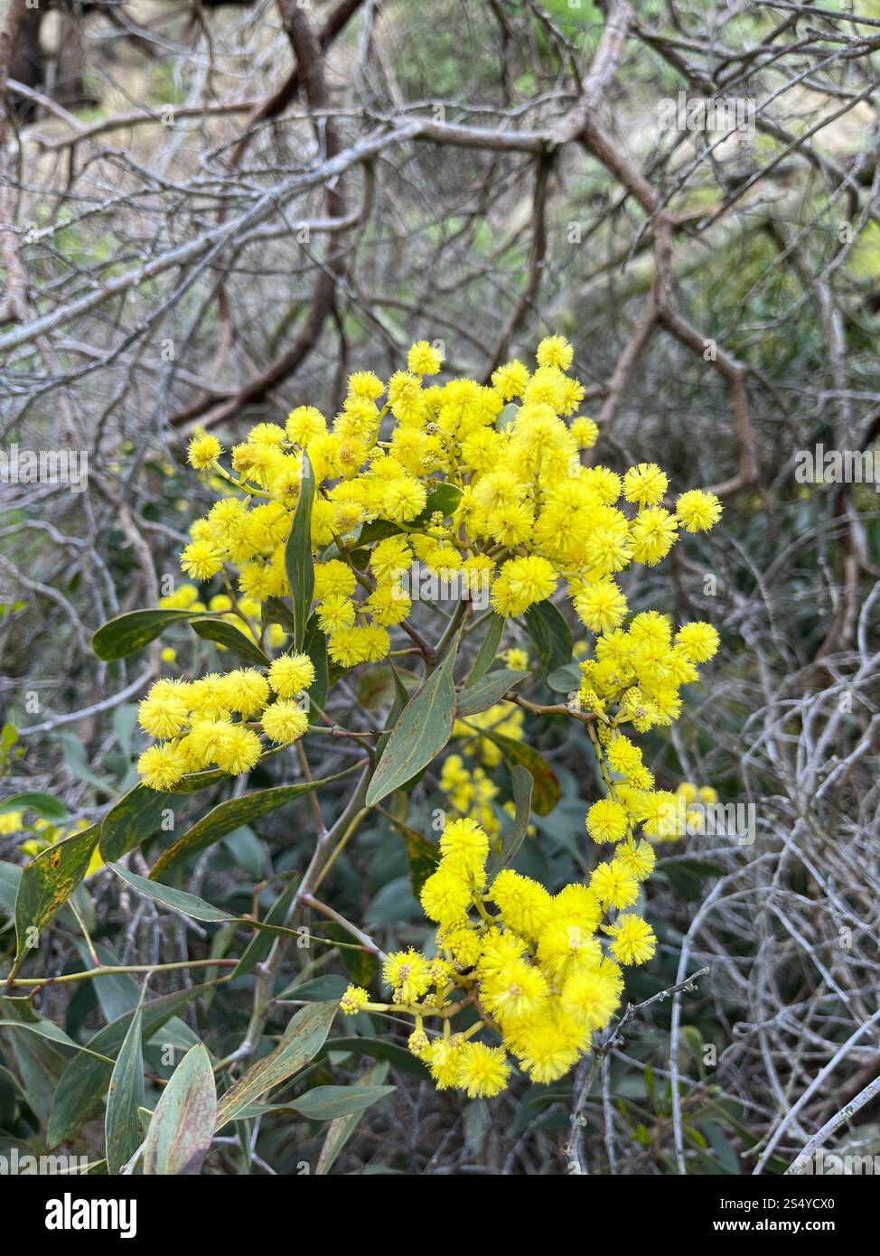 Golden Wattle (Acacia pycnantha Stock Photo - Alamy