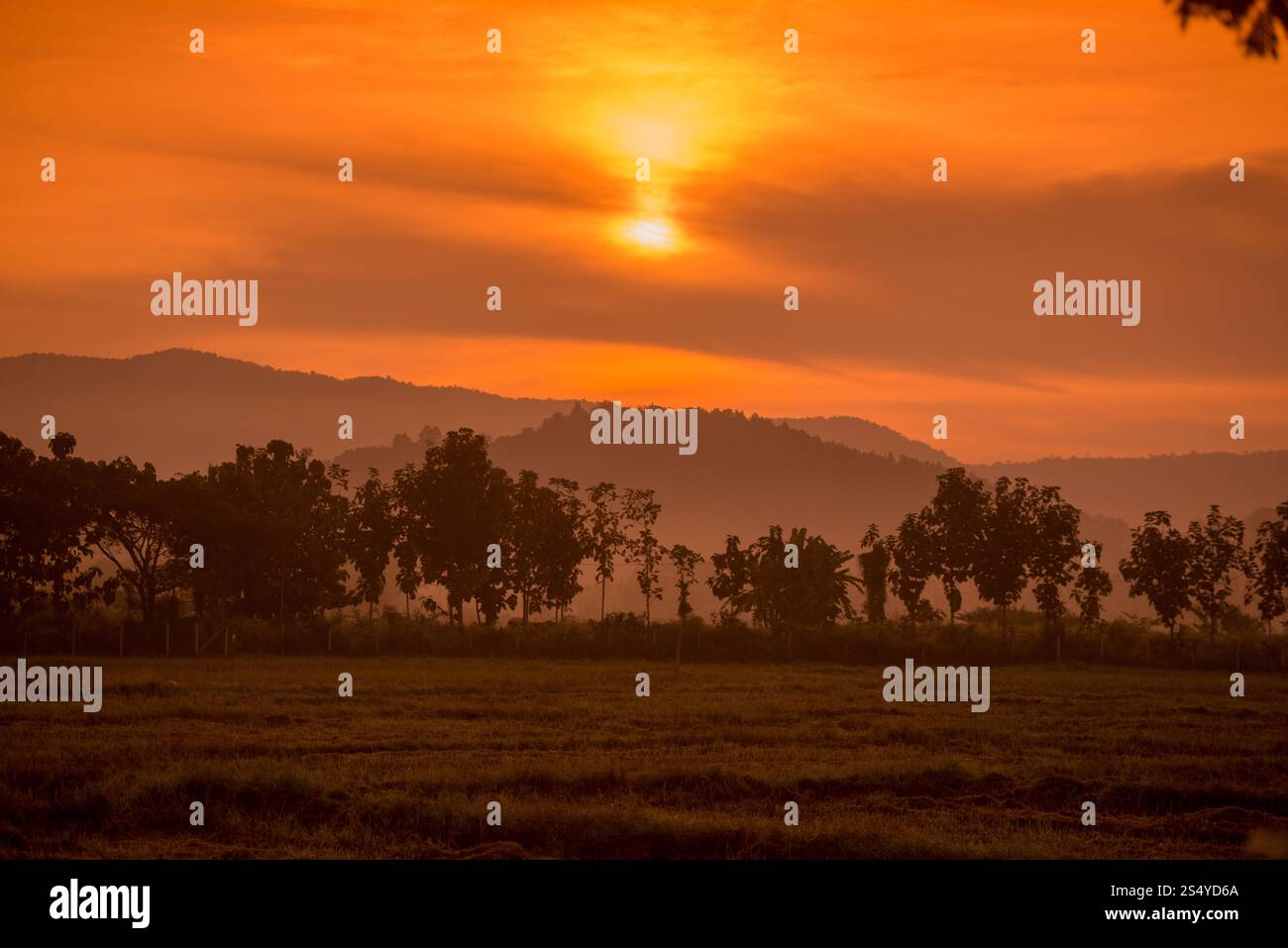 the landscape in the mornig fog in the province of Chiang Rai in North ...